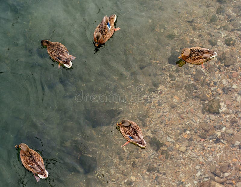 In the Lake There are Ducks from Above. Stock Image - Image of ecology ...