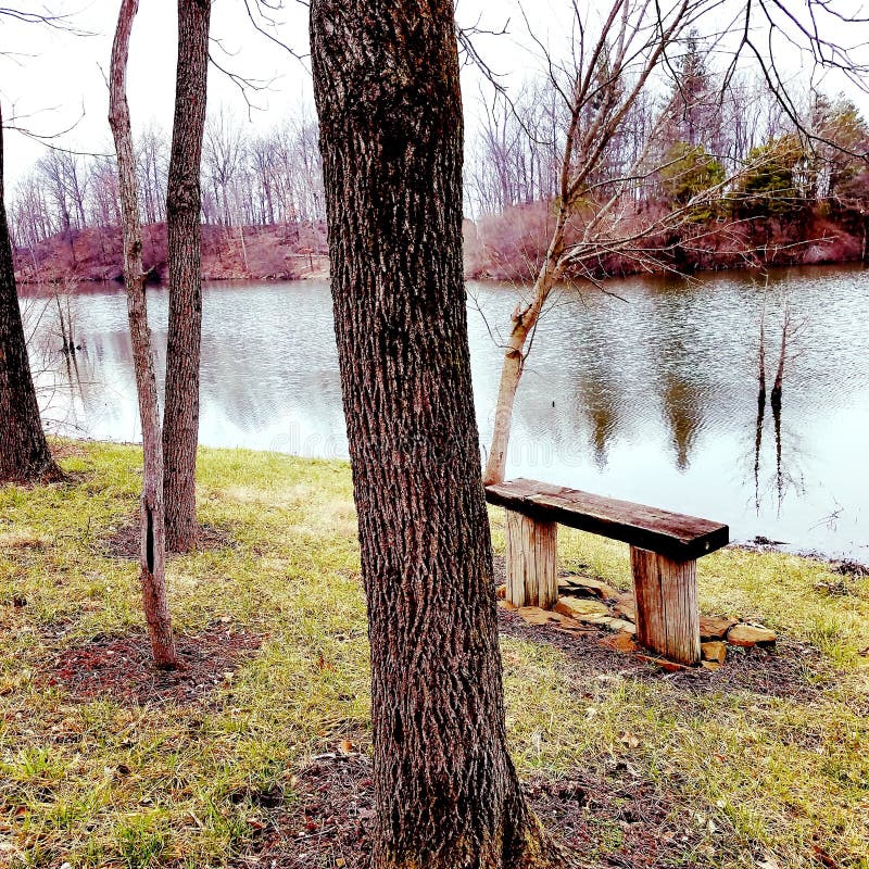 The Thinking Bench stock image. Image of bench, tree - 116789739