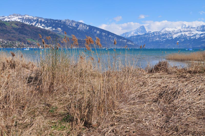 Lake Thun stock photo. Image of winter, travel, cane - 11697102