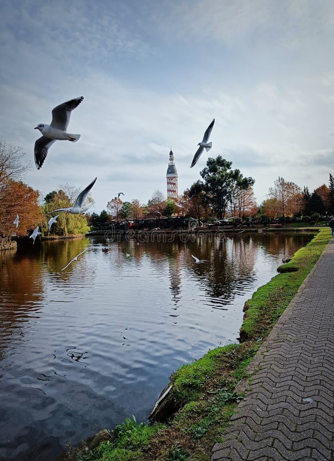 Lake and tower stock image. Image of ducks, pond, wetland - 264155817