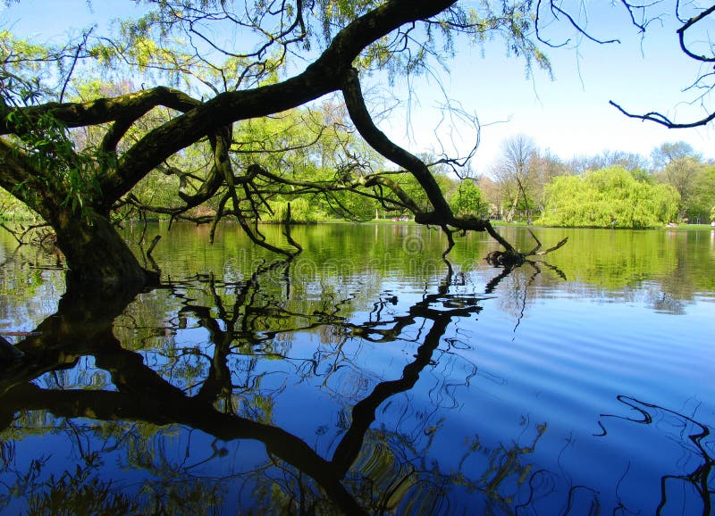 Lake tree stock image. Image of landscape, plant, river - 254379