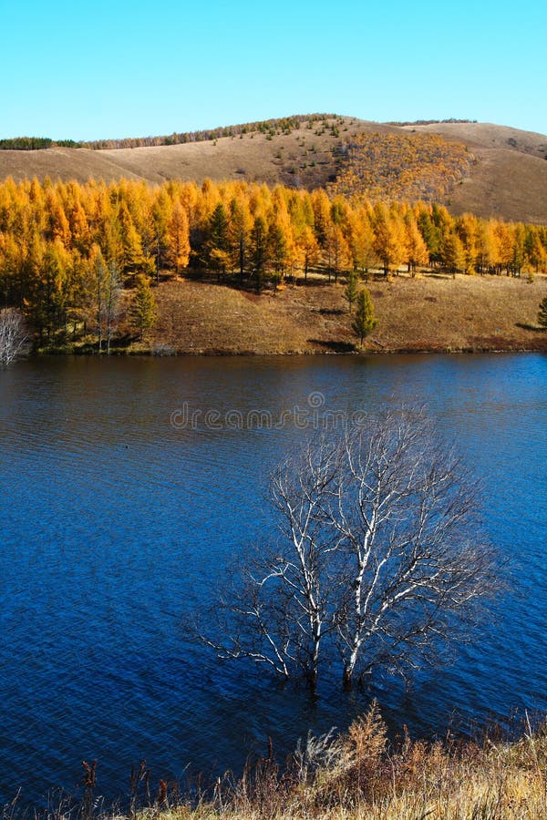 Lake and Tree stock photo. Image of atmosphere, forest - 6654224