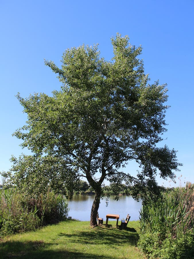 Lake and tree stock photo. Image of lake, desk, holiday - 94188080