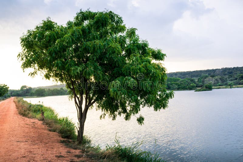 Lake and Tree Beautiful Evening Stock Photo - Image of landmark, clouds ...