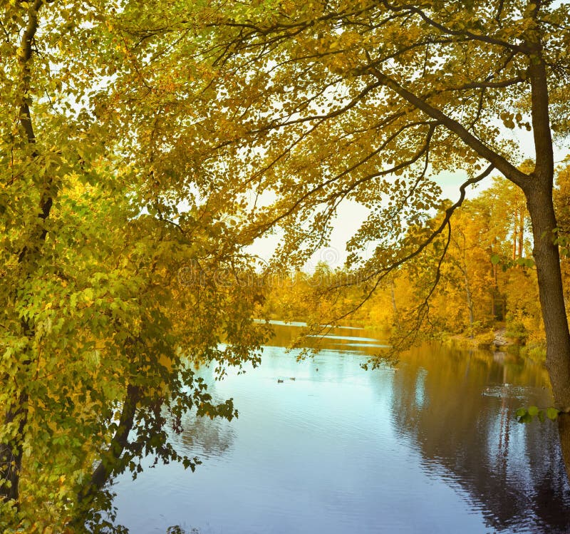 Lake through tree branches stock photo. Image of water - 201276182