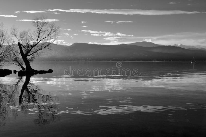 Lake and tree BW stock image. Image of dreamlike, landscape - 51211167