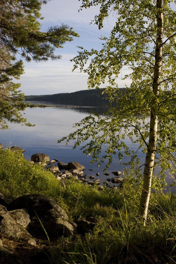 The Lake with a Tree in Finland Stock Photo - Image of grass, lake ...
