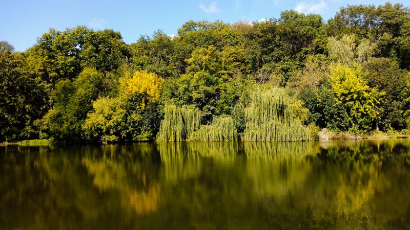 Lake and Trees stock image. Image of green, pond, autumn - 202408843