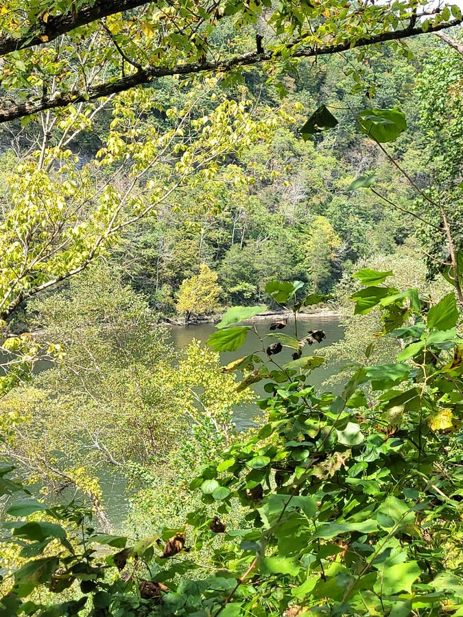 Lake through the trees stock photo. Image of trees, leaves - 256625152