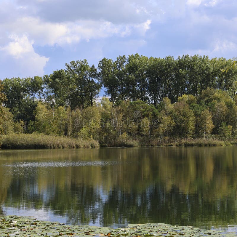 Lake with trees stock image. Image of reflection, reservoir - 291314053