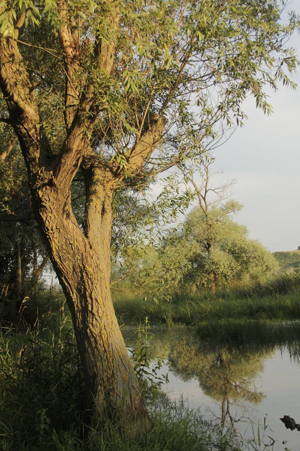 Lake and trees stock image. Image of ambiance, green - 43144219