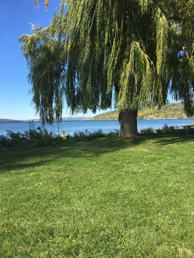 Lake stock photo. Image of vegetation, trees, water, grass - 78884286