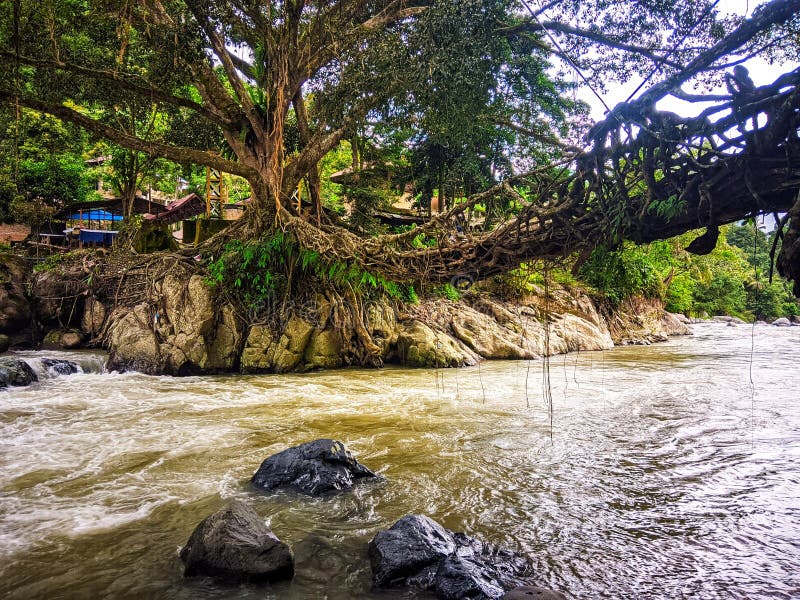 Lake with Trees and Beautiful Root Bridge Stock Image - Image of trees ...