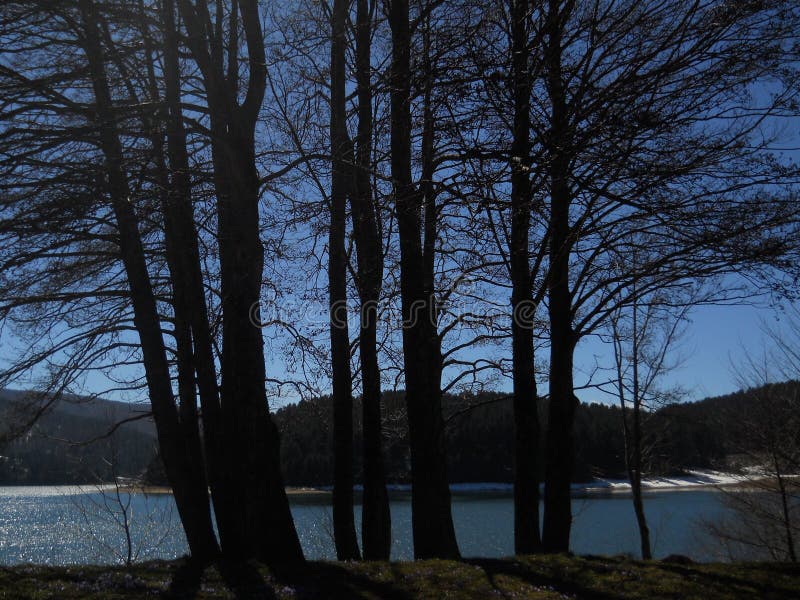 Lake and trees stock photo. Image of trees, shadow, nature - 145968150