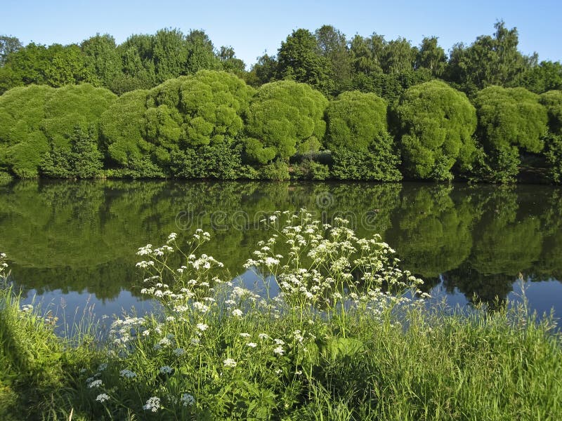 Lake with Trees with Reflection Stock Image - Image of vegetation ...