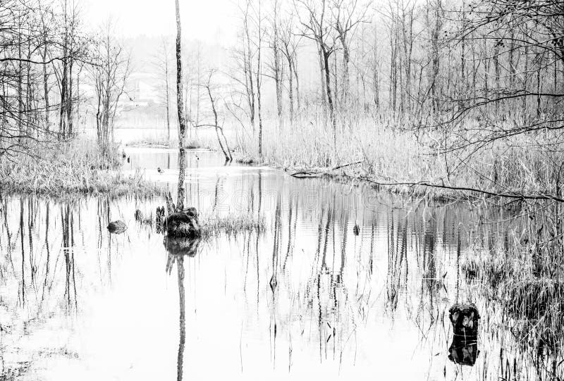 Lake with trees reflection stock photo. Image of reflection - 50902248