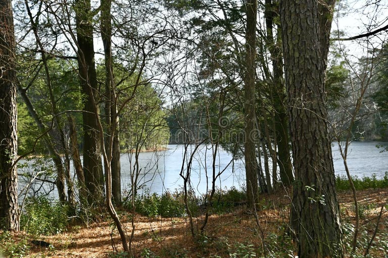 The Lake through the Trees stock photo. Image of view - 207004864