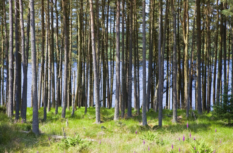 Lake through Trees stock photo. Image of forestry, landscape - 96738010
