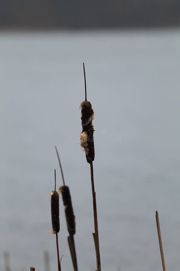 Lake in Tuchom Poland stock image. Image of twig, lighting - 274910997