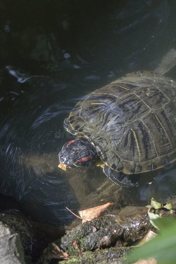 Lake turtle stock photo. Image of shell, wildlife, reflection - 75256628