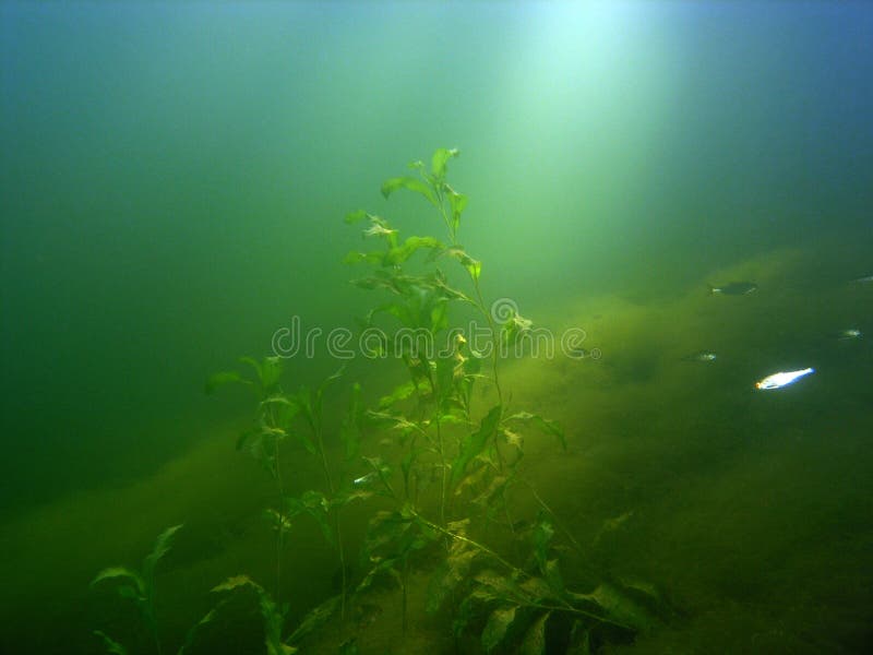Lake under water stock image. Image of fauna, life, nature - 6547885