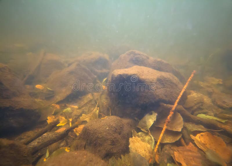 River Underwater Rocks on a Shallow River Stock Image - Image of green ...