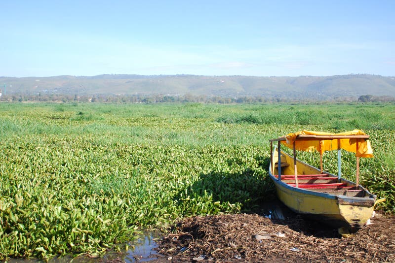 Lake Victoria Floating Plant Marsh Stock Image - Image of lake, rolling ...
