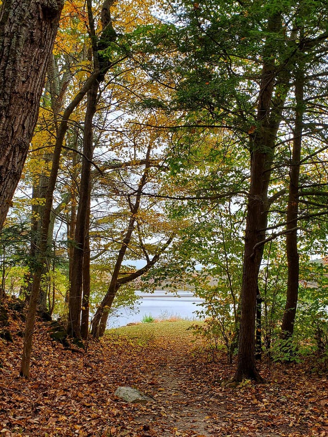 Lake View through Autumn Trees Stock Image - Image of fall, view: 176739321