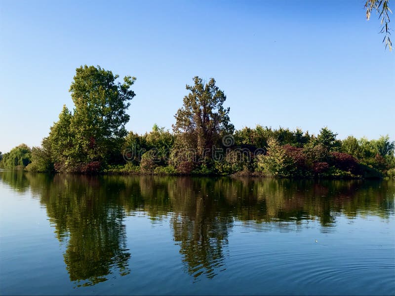 Lake View with Two Tall Trees Reflection in Water Stock Image - Image ...