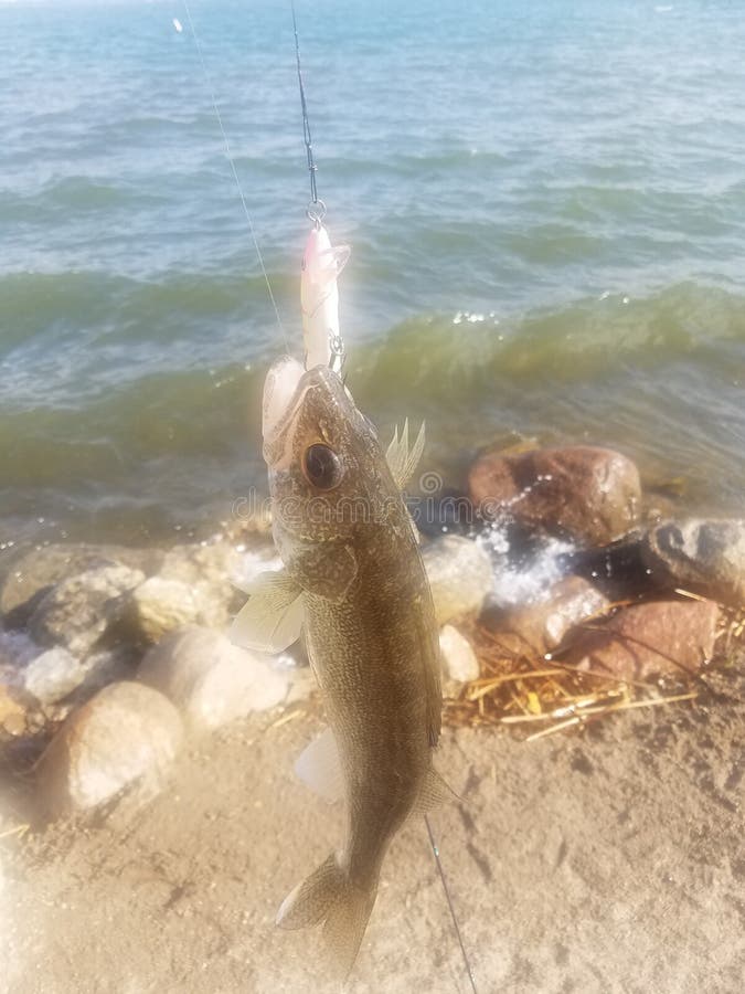 Walleye stock photo. Image of walleye, fishing, lake - 117856158