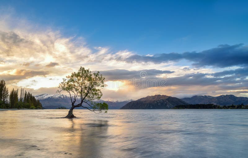 Lake Wanaka on Sunset, Wanaka Tree New Zealand Editorial Photo - Image ...