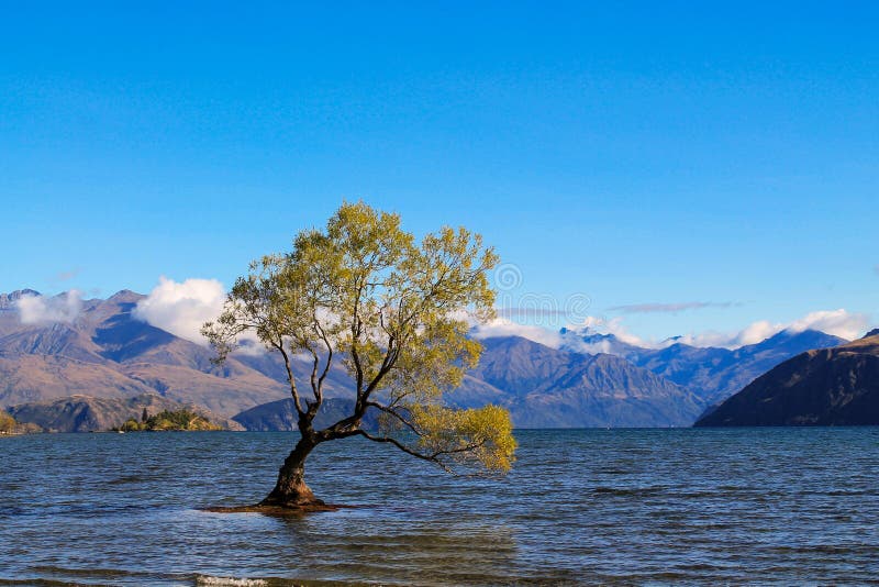 Lake Wanaka Tree Island stock photo. Image of park, peak - 53795038
