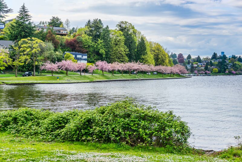 Lake Washington Boulevard Spring 5 Editorial Stock Photo - Image of ...