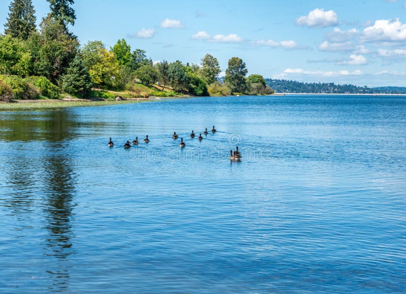 Lake Washington Summer 6 stock image. Image of summer - 288508153
