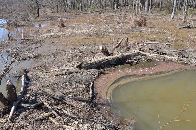 Lake Water with Beaver Dam and Sticks Stock Image - Image of dammed ...