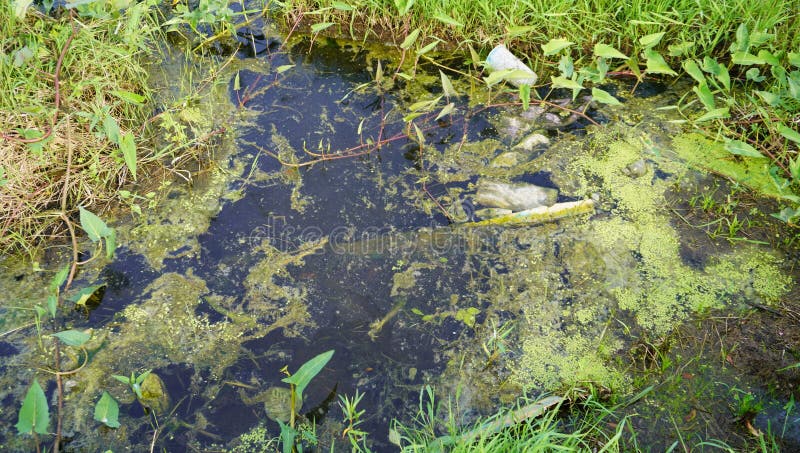 Lake Water Polluted with Garbage in Indonesia Stock Photo - Image of ...