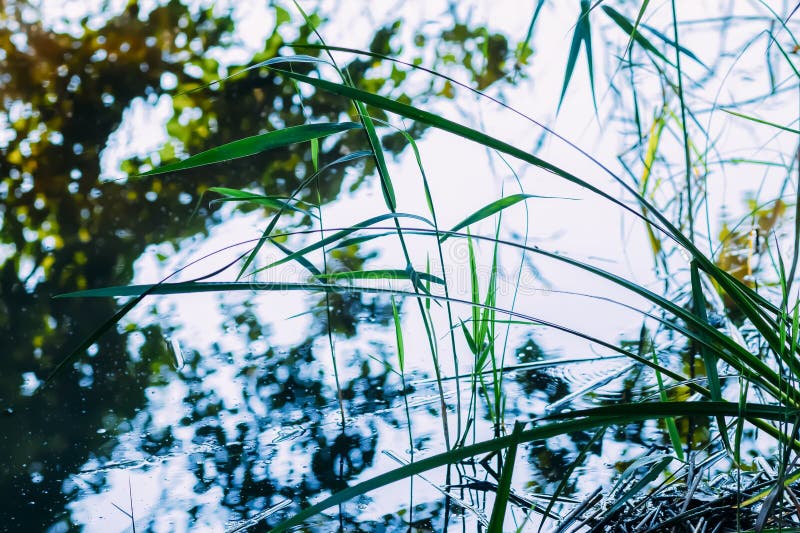 Lake Water Surface Reflecting Trees and Plants Stock Photo - Image of ...