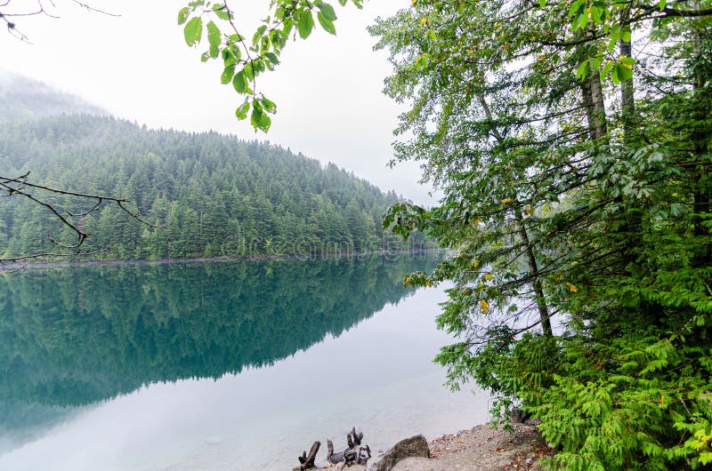 Reflection of the Pine Forest in the Evening Stock Photo - Image of ...