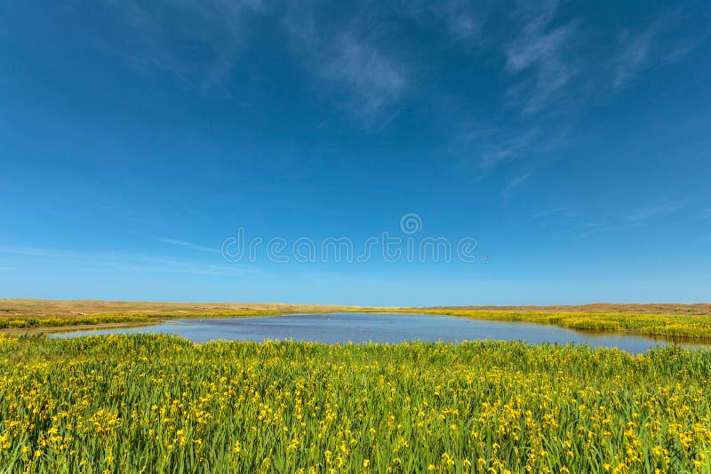 Lake with Yellow Flowers on the Dutch Island Texel Stock Photo - Image ...