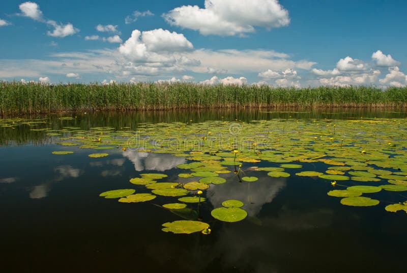 Lake with yellow flowers stock image. Image of wild, water - 35783241