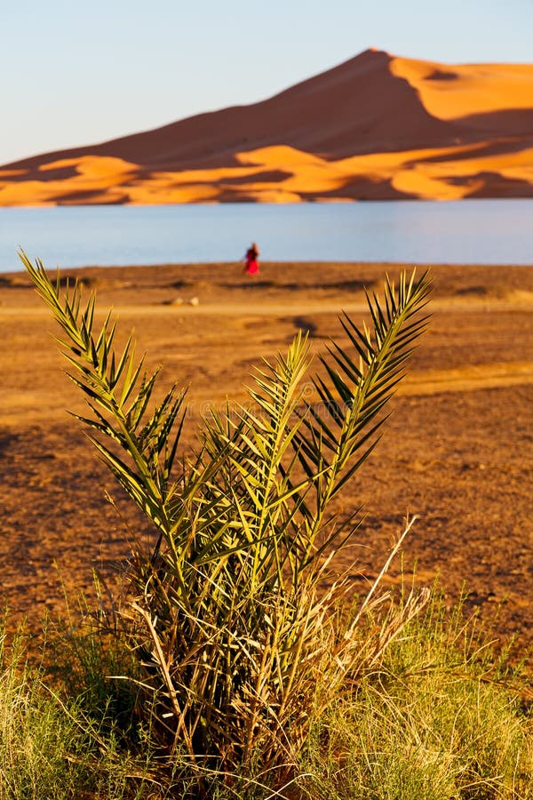 In the Lake Yellow Morocco Sand and Dune Stock Image - Image of arabian ...