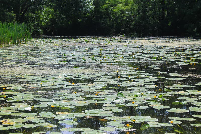 Lake with Yellow Water Flowers Stock Image - Image of bright, nymphaea ...