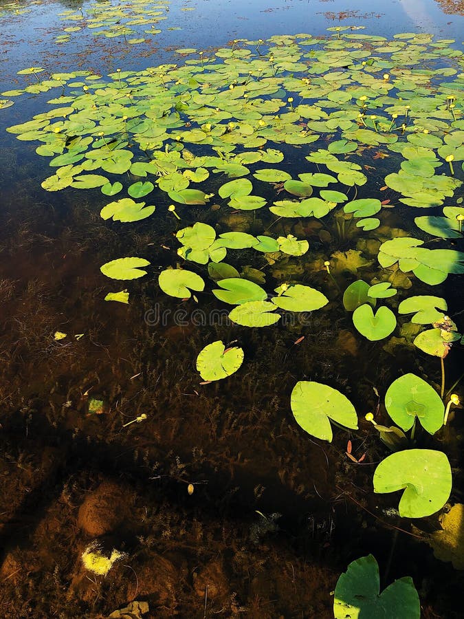 Lake with Yellow Water Lilies in the Forest Stock Photo - Image of ...