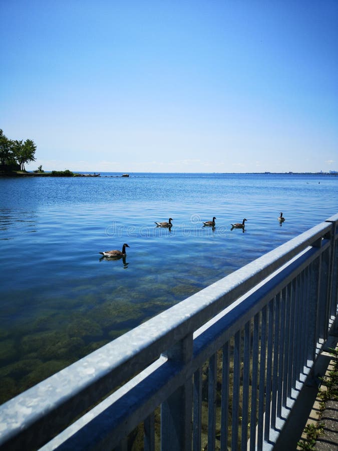 Lakefront Toronto Ducks stock photo. Image of blue, wave - 229363316