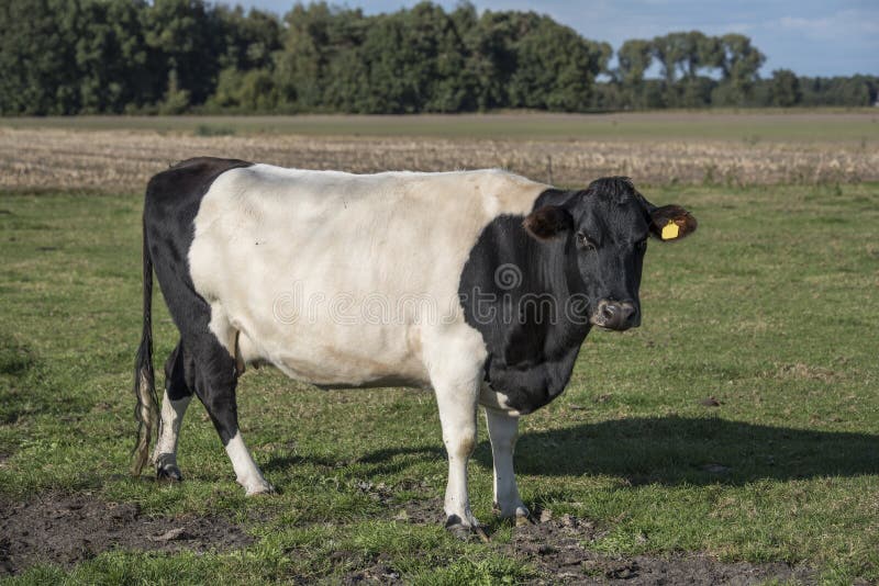 Lakenvelder belted cow stock image. Image of hobby, farm - 78625547