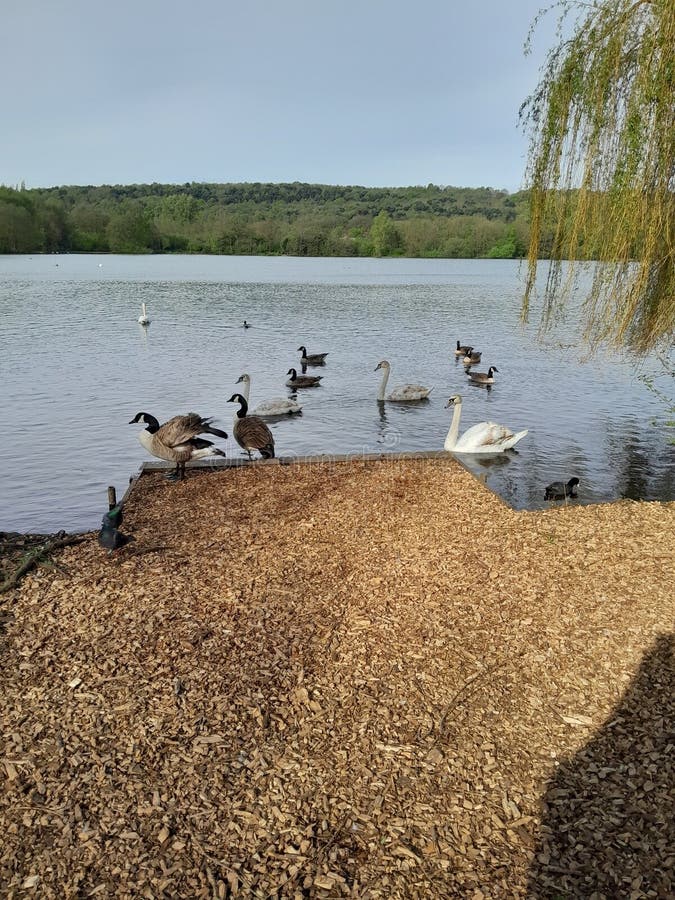 A lakes point of view stock photo. Image of lake, water - 330154636