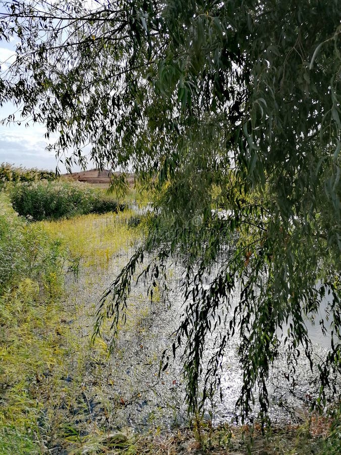 Lakes and three stock image. Image of grass, autumn - 211620345