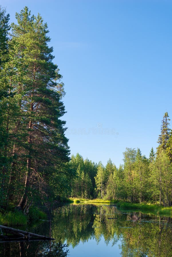 Lakeshore by a Forest with Water Reflections Russia, Karelia. Stock ...