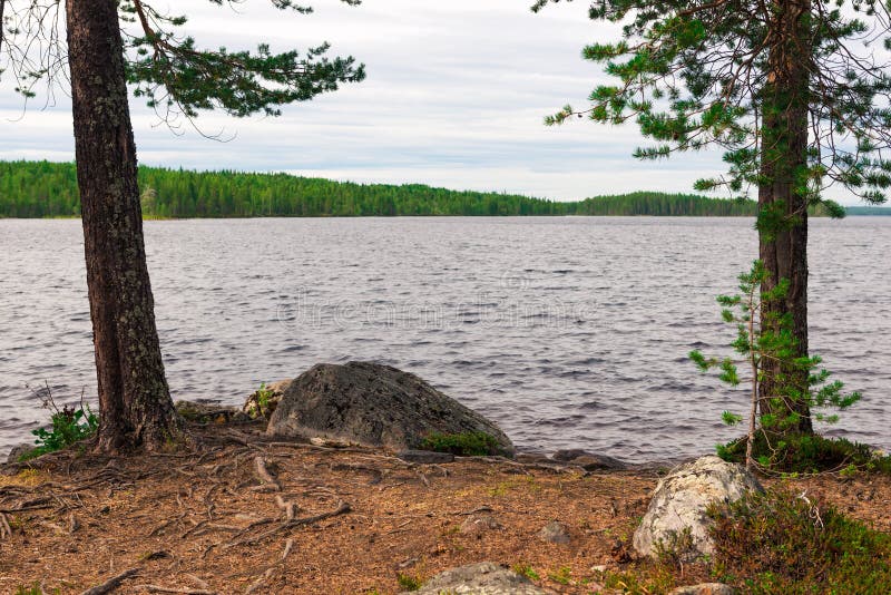 Lakeshore by a Forest with Water Reflections Russia, Karelia. Stock ...