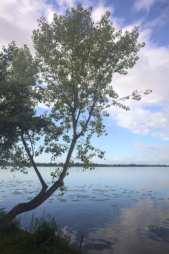 Lakeshore with a tree stock image. Image of outdoors - 341280231